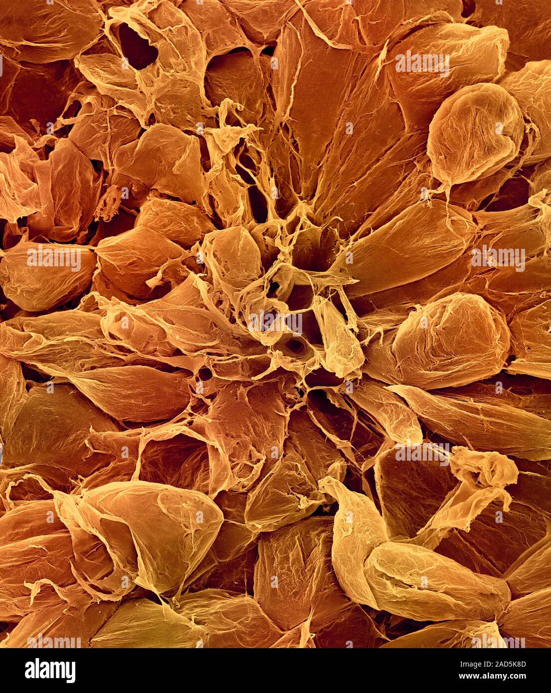 Pear fruit parenchyma cells (Pyrus sp), coloured scanning electron ...