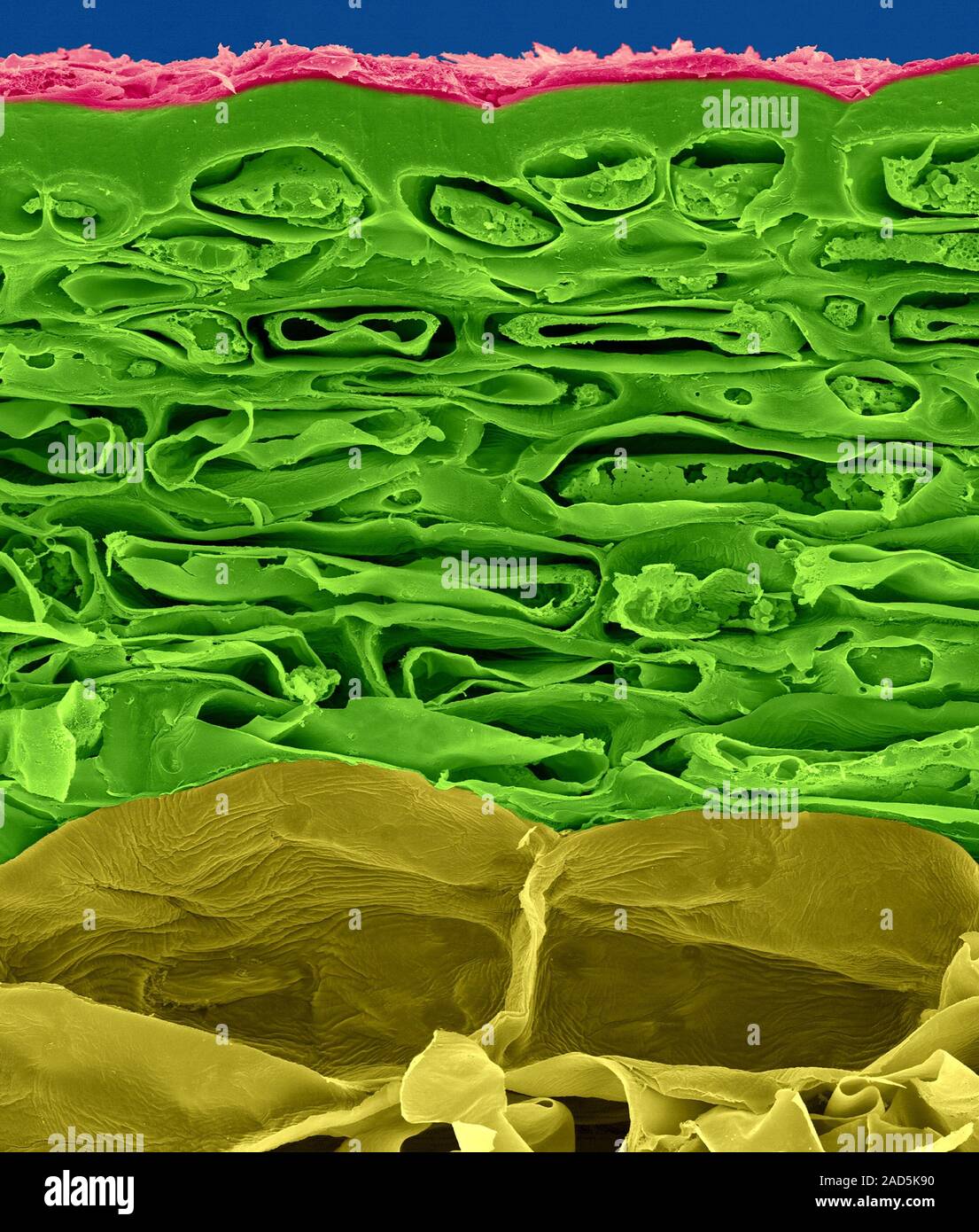 Apple fruit section, skin to parenchyma cells (Malus domestica ...