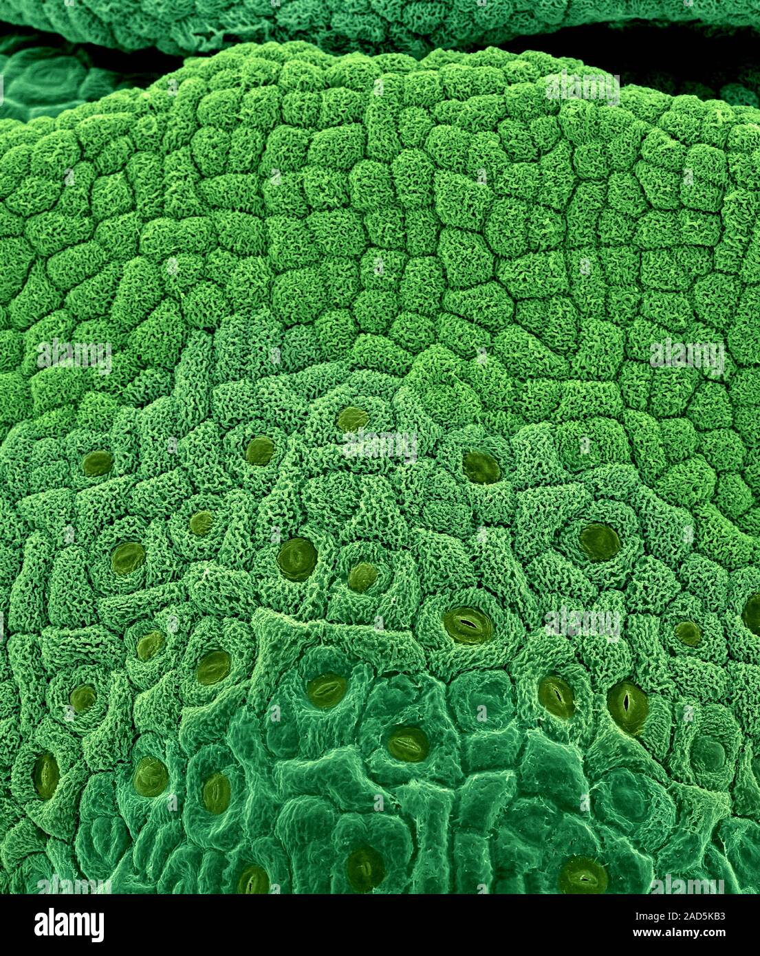 Apical and differentiating meristem of a broccoli flower bud (Brassica ...