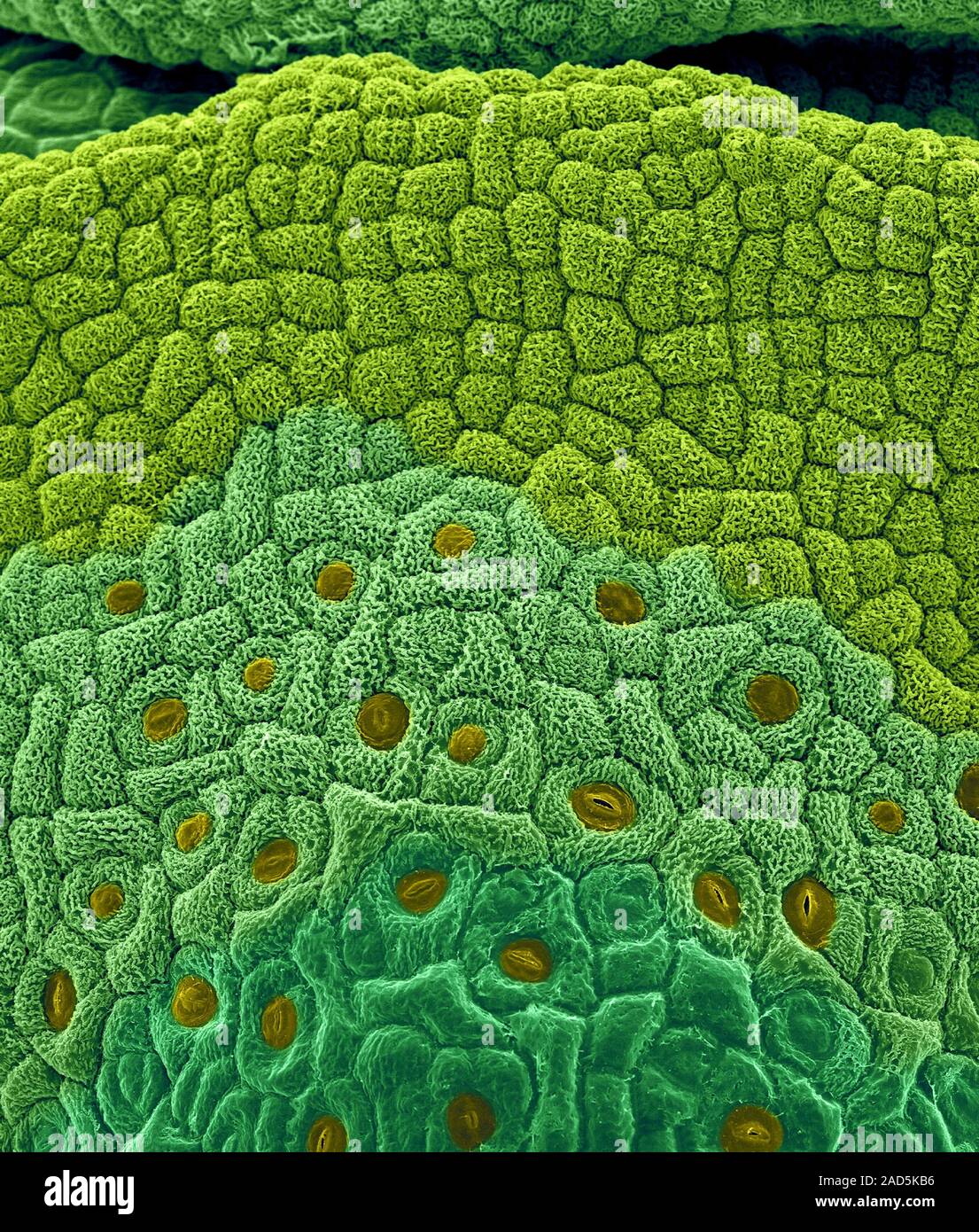 Apical and differentiating meristem of a broccoli flower bud (Brassica ...