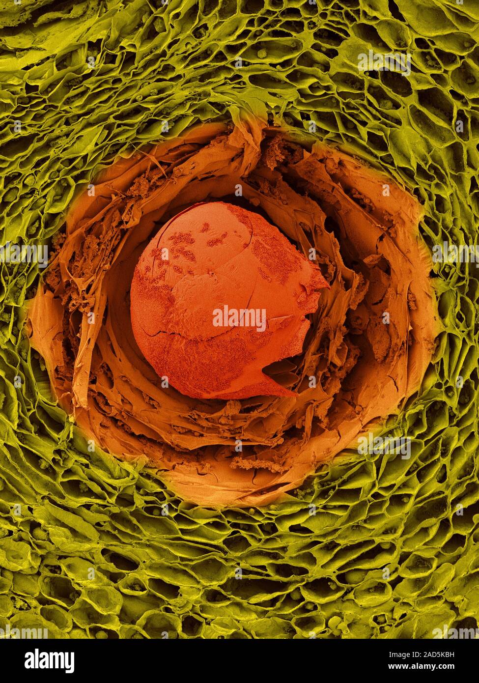 Lemon zest cell (Citrus limon), coloured scanning electron micrograph ...