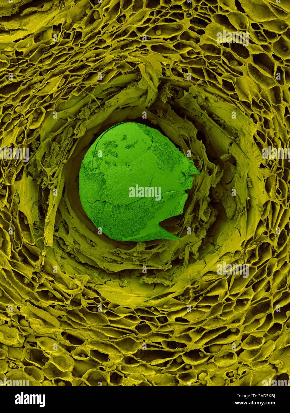 Lemon zest cell (Citrus limon), coloured scanning electron micrograph ...