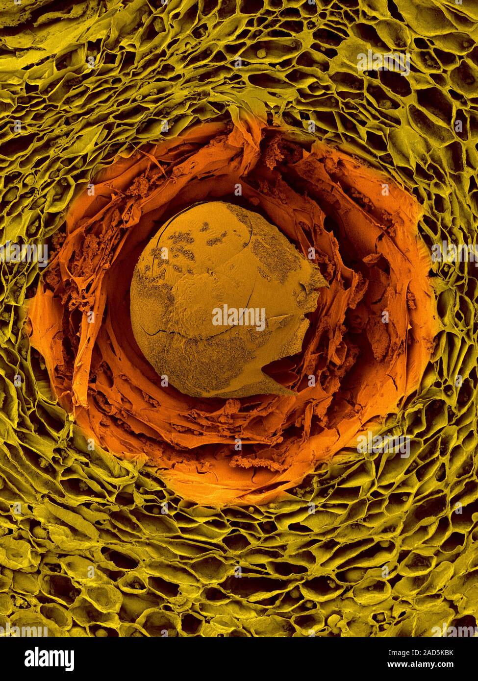 Lemon zest cell (Citrus limon), coloured scanning electron micrograph ...
