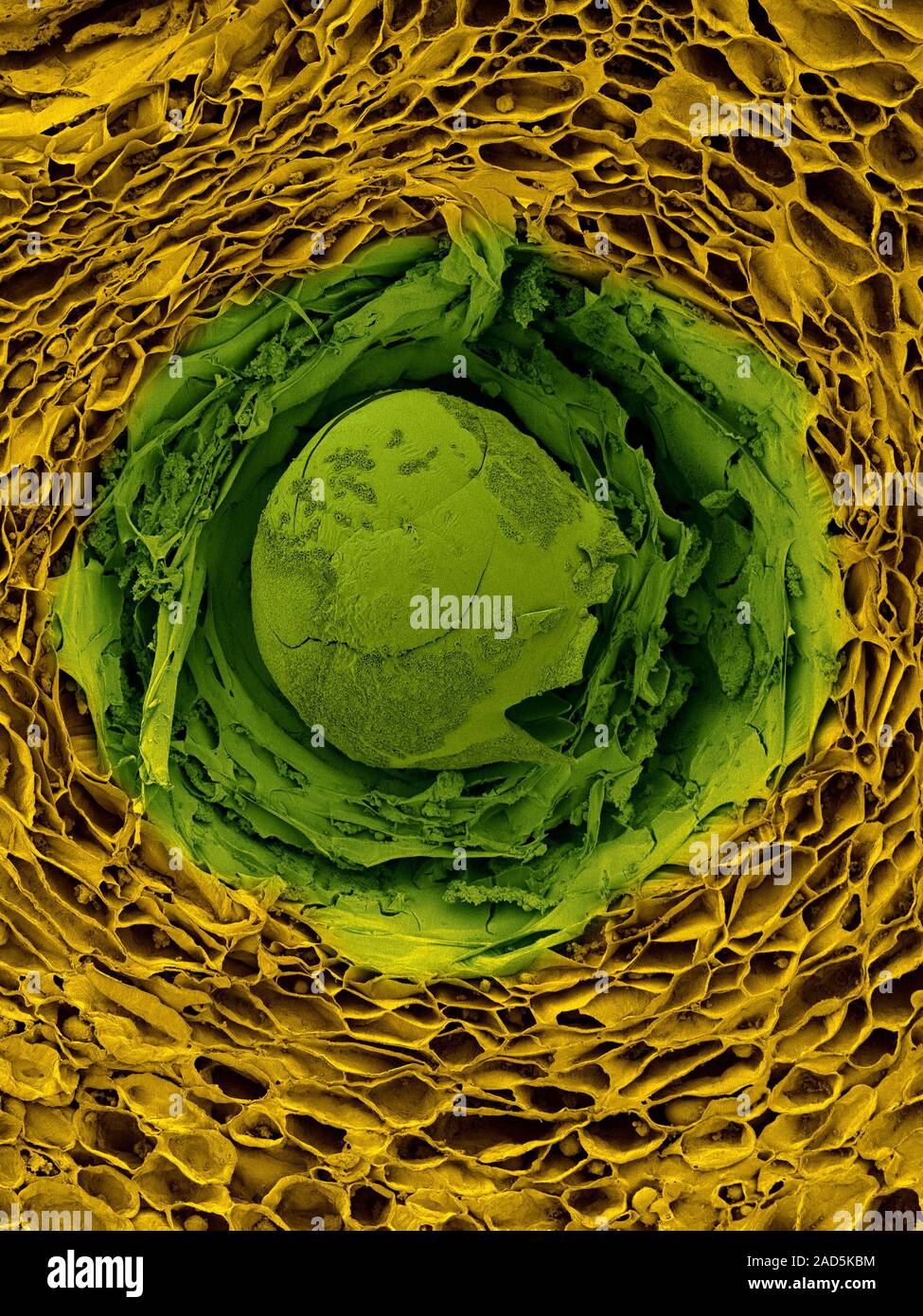 Lemon zest cell (Citrus limon), coloured scanning electron micrograph (SEM). The outer lemon ...