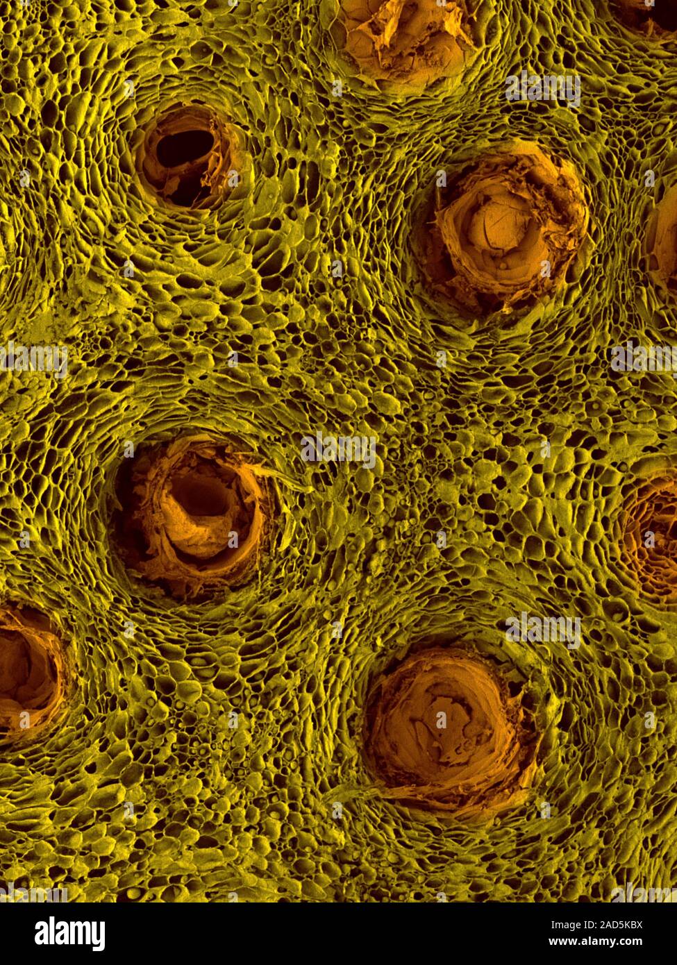 Lemon zest cells (Citrus limon), coloured scanning electron micrograph ...