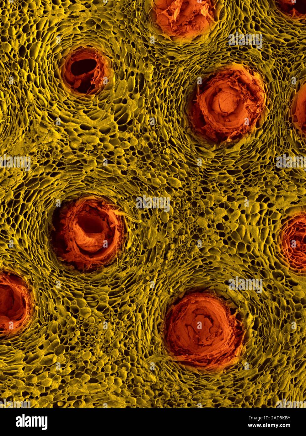 Lemon zest cells (Citrus limon), coloured scanning electron micrograph ...