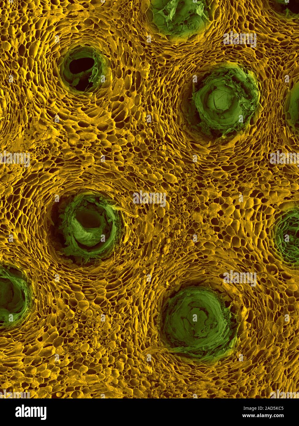 Lemon zest cells (Citrus limon), coloured scanning electron micrograph (SEM). The outer lemon ...