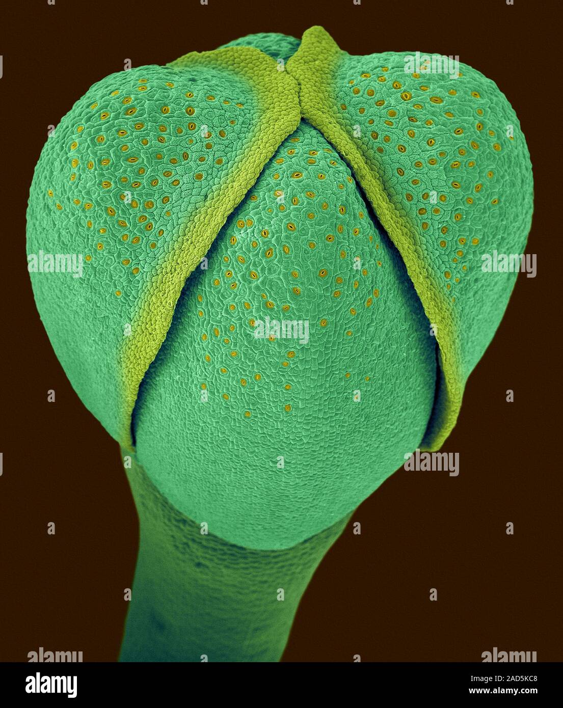 Floret (flower bud, apical meristem) of a broccoli head (Brassica ...