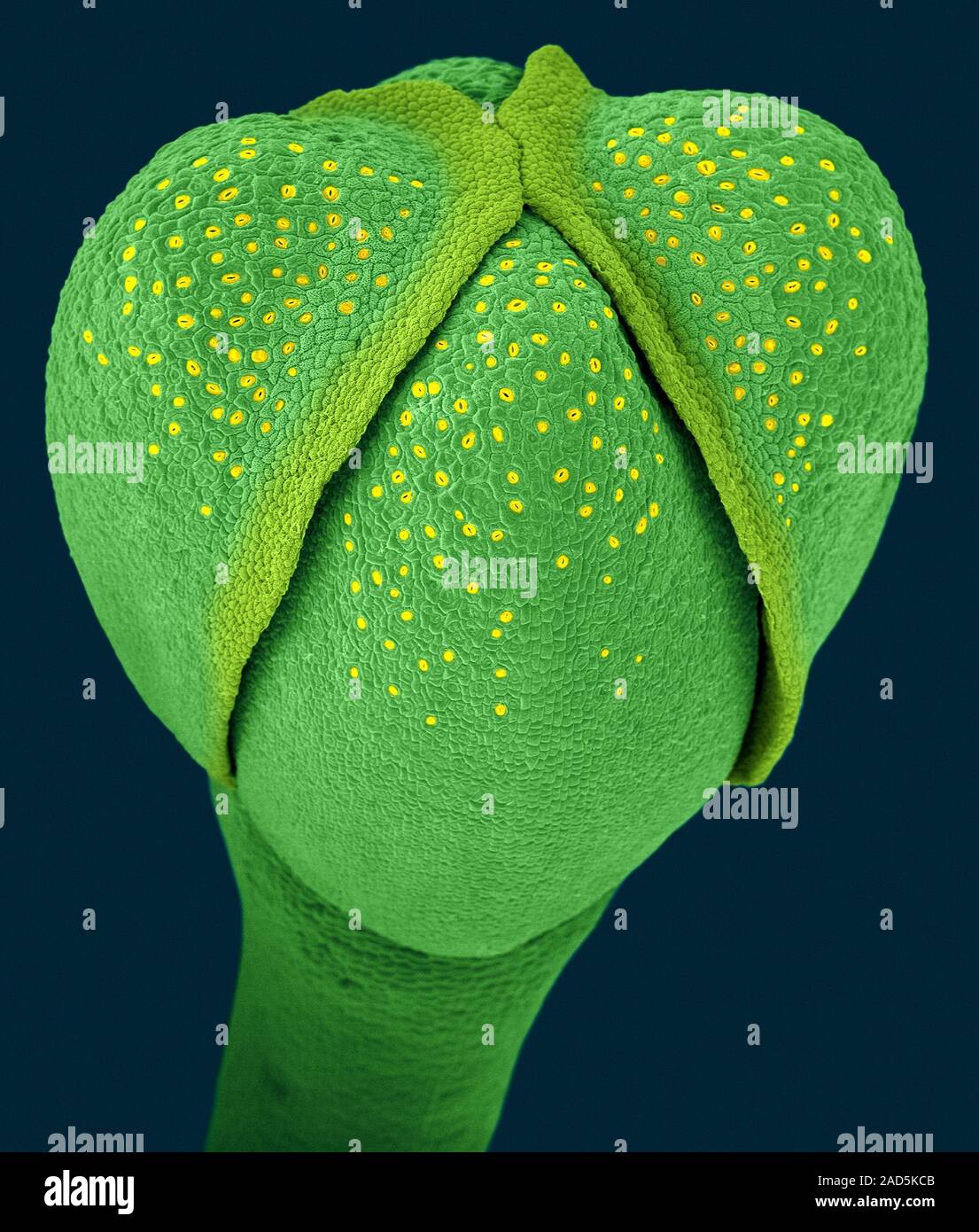 Floret (flower bud, apical meristem) of a broccoli head (Brassica ...