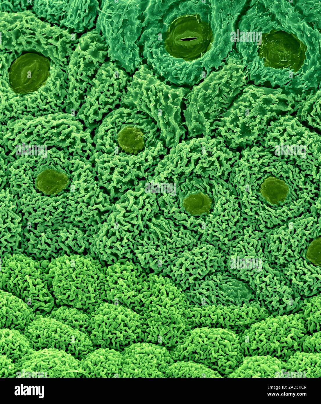 Differentiating meristem region of a broccoli flower bud (Brassica ...