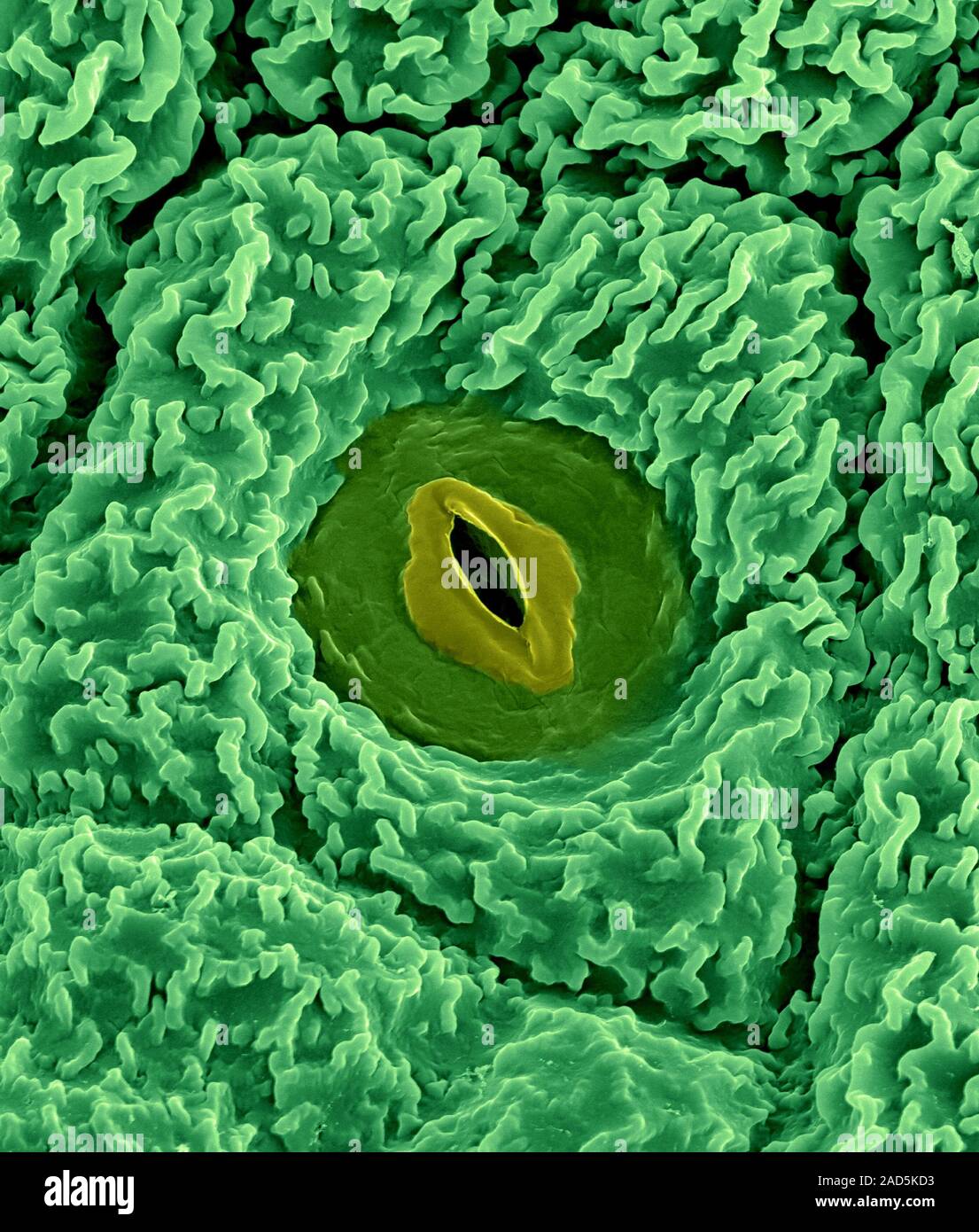 Differentiating meristem region of a broccoli flower bud (Brassica ...