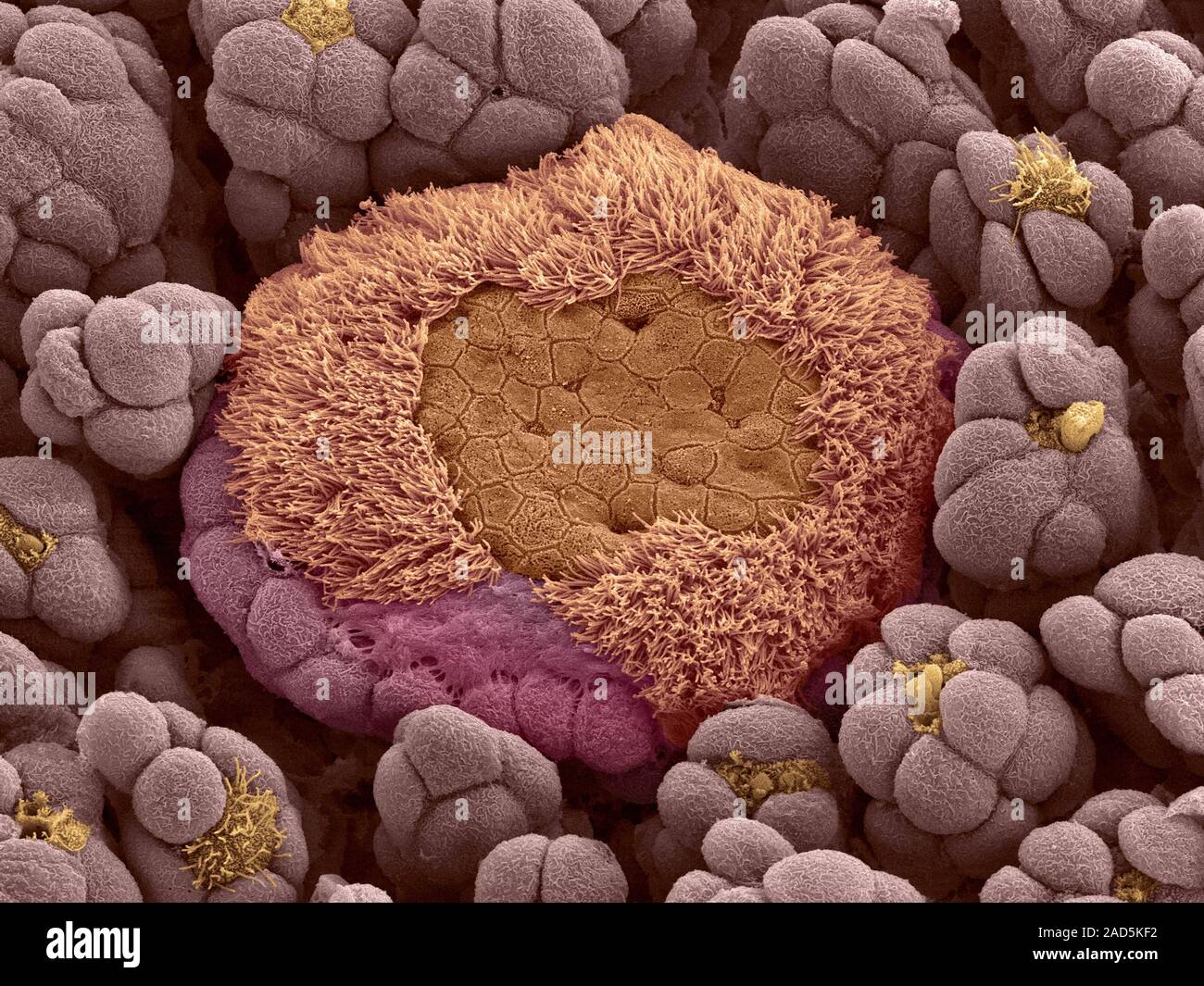 Coloured scanning electron micrograph (SEM) Coqui frog tongue with ... Coloured scanning electron micrograph (SEM) Coqui frog tongue with ...