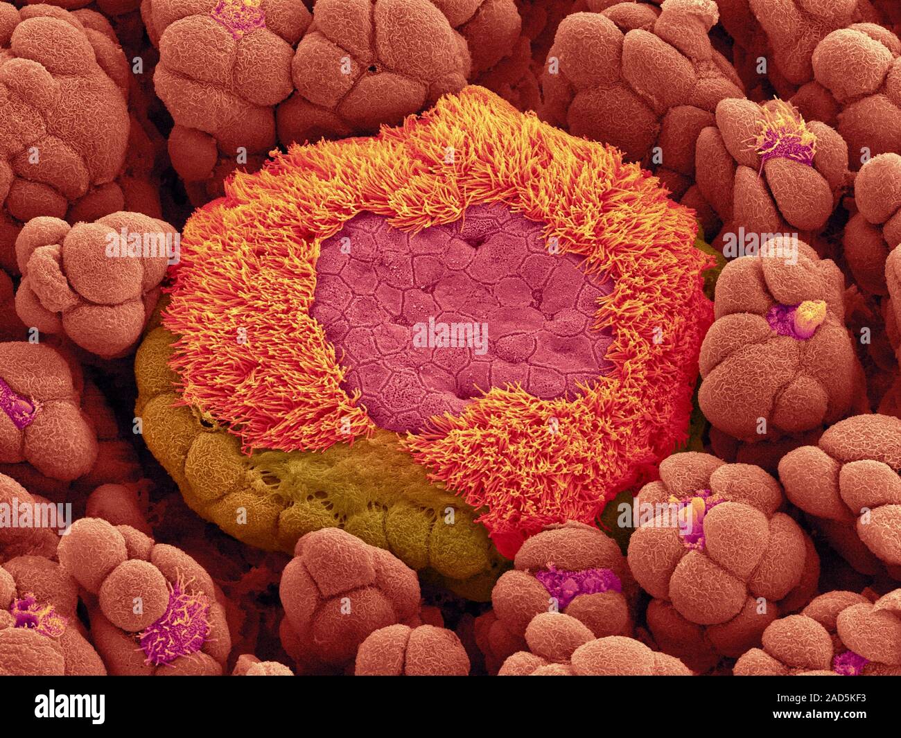 Coloured scanning electron micrograph (SEM) Coqui frog tongue with ...