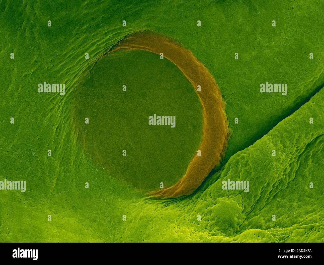 Coloured scanning electron micrograph (SEM) Frog tympanic membrane ...