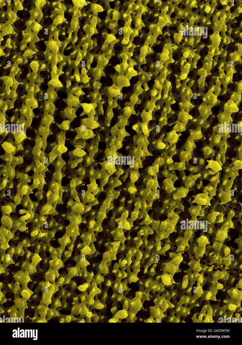 Coloured scanning electron micrograph (SEM) Frog eye retinal rod and ...