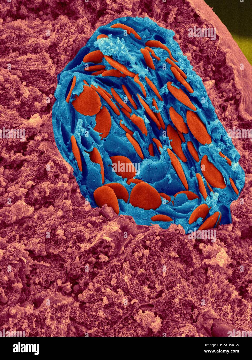 Coloured scanning electron micrograph (SEM) Frog blood in liver blood ...