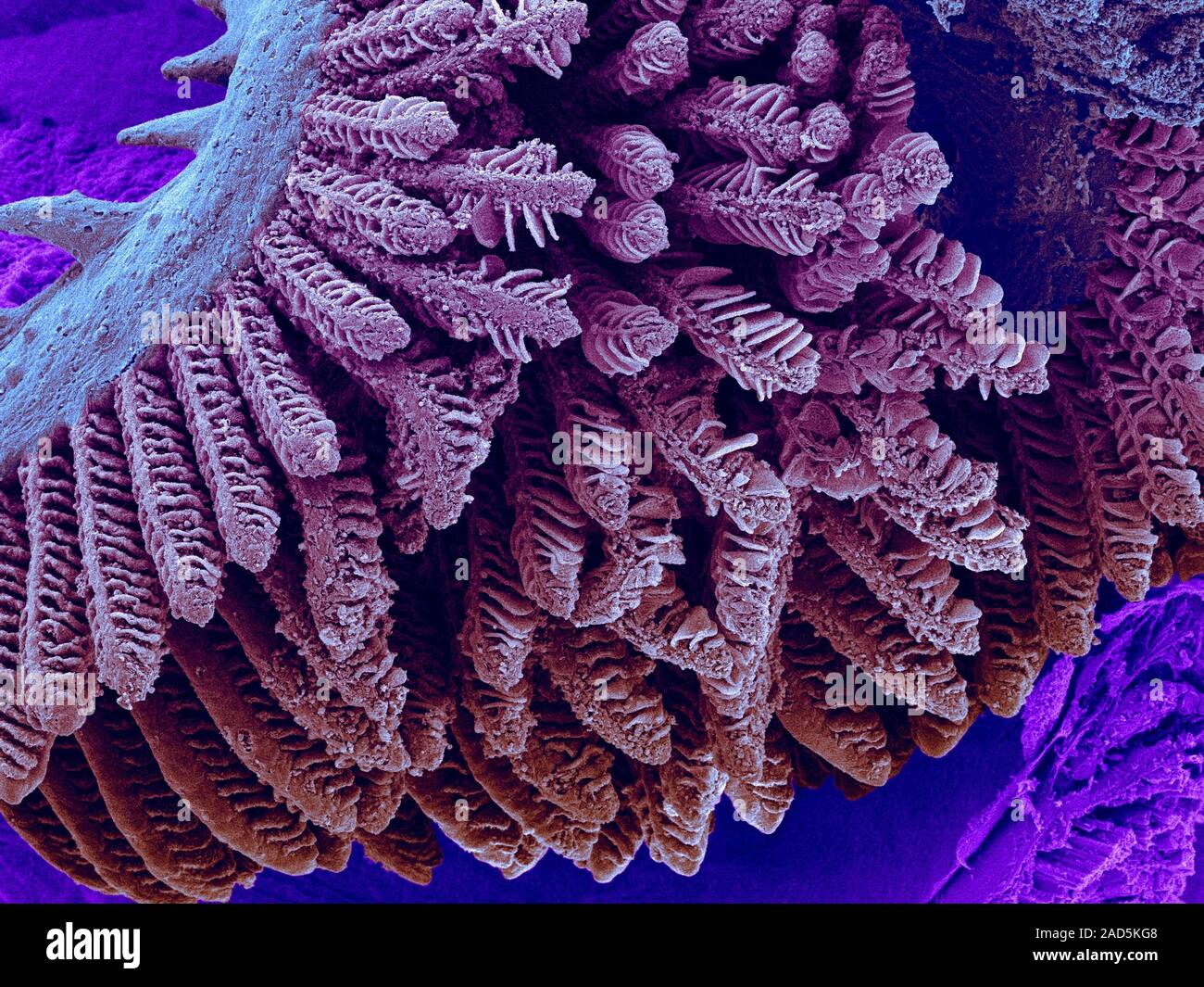 Coloured scanning electron micrograph (SEM) Fresh water convict cichlid ...