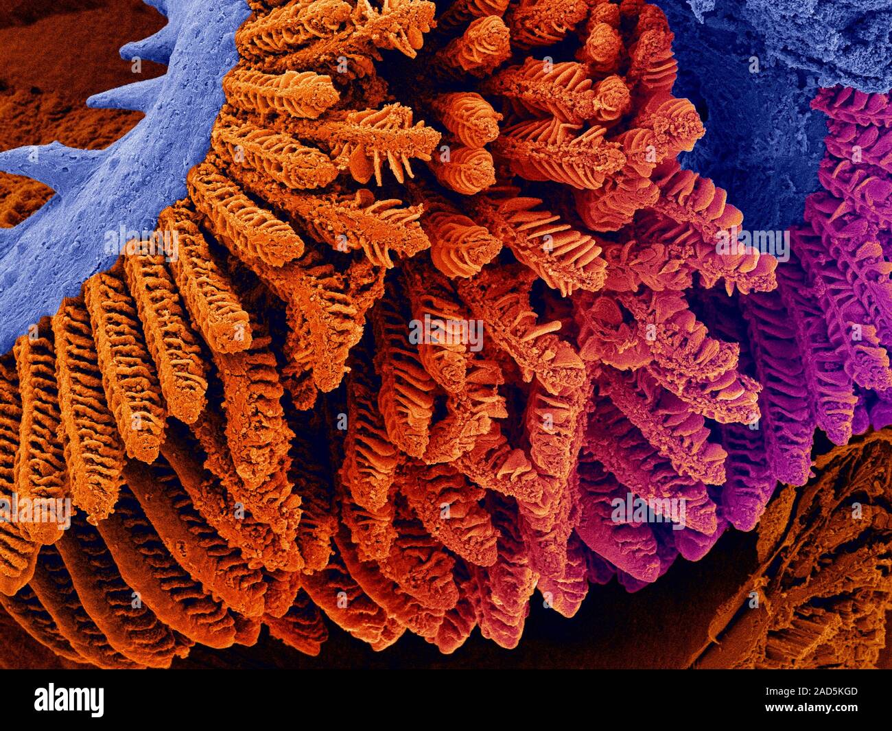 Coloured scanning electron micrograph (SEM) Fresh water convict cichlid ...