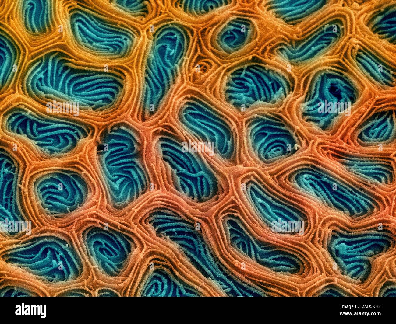 Coloured scanning electron micrograph (SEM) Convict cichlid fish skin ...
