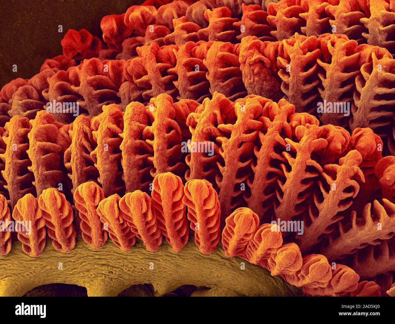 Coloured scanning electron micrograph (SEM) Fresh water goby (Awaous ...