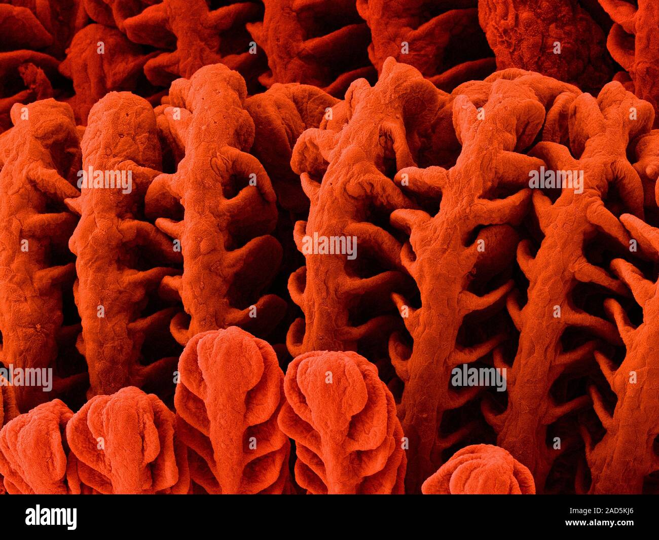 Coloured scanning electron micrograph (SEM) Fresh water goby (Awaous ...