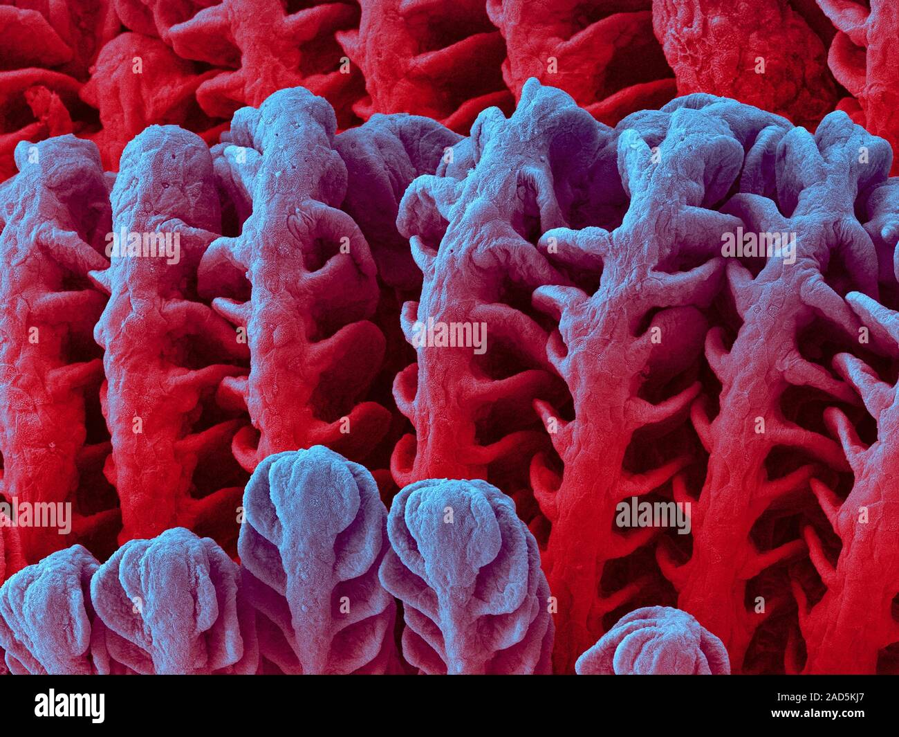 Coloured scanning electron micrograph (SEM) Fresh water goby (Awaous ...