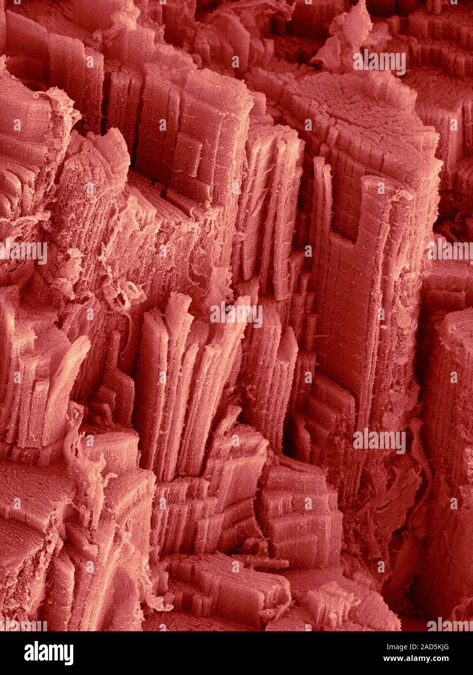 Coloured scanning electron micrograph (SEM) Goby fish skeletal muscle (Awaous guamensis ...