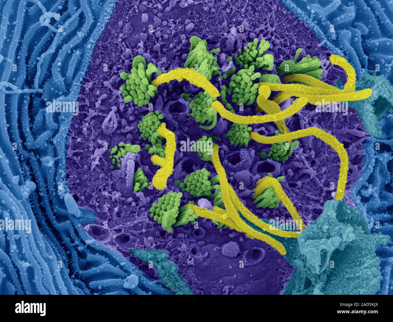 Coloured scanning electron micrograph (SEM) Goby fish neuromast (Awaous ...