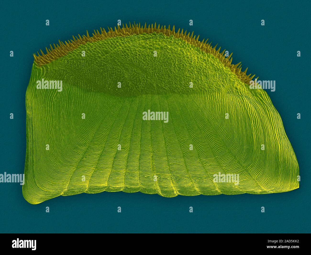 Coloured scanning electron micrograph (SEM) Convict cichlid fish scale ...