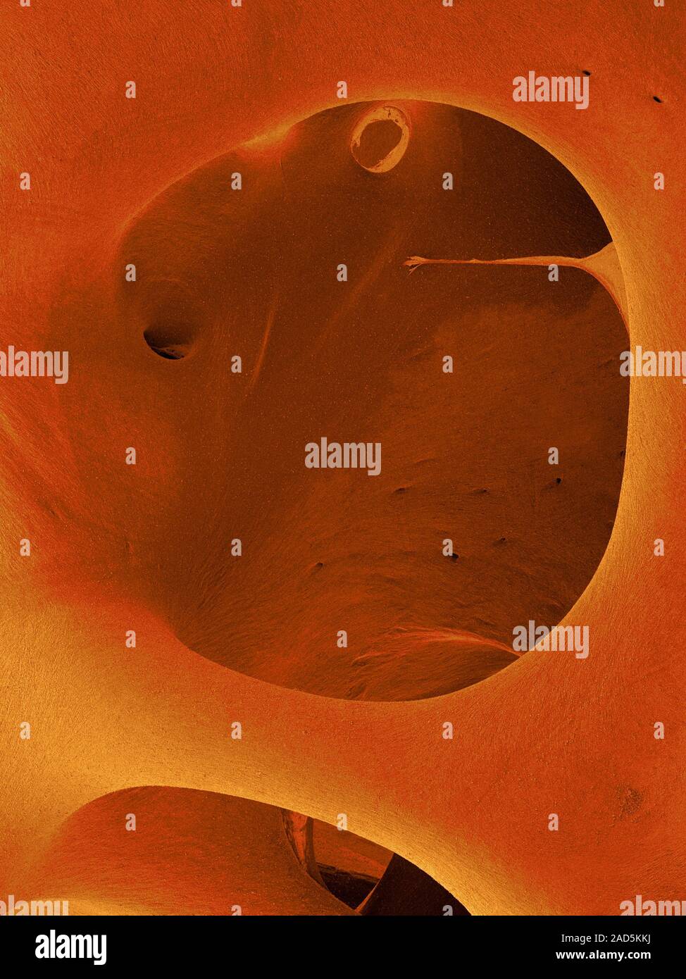 Coloured scanning electron micrograph (SEM) Pneumatic bird bone ...