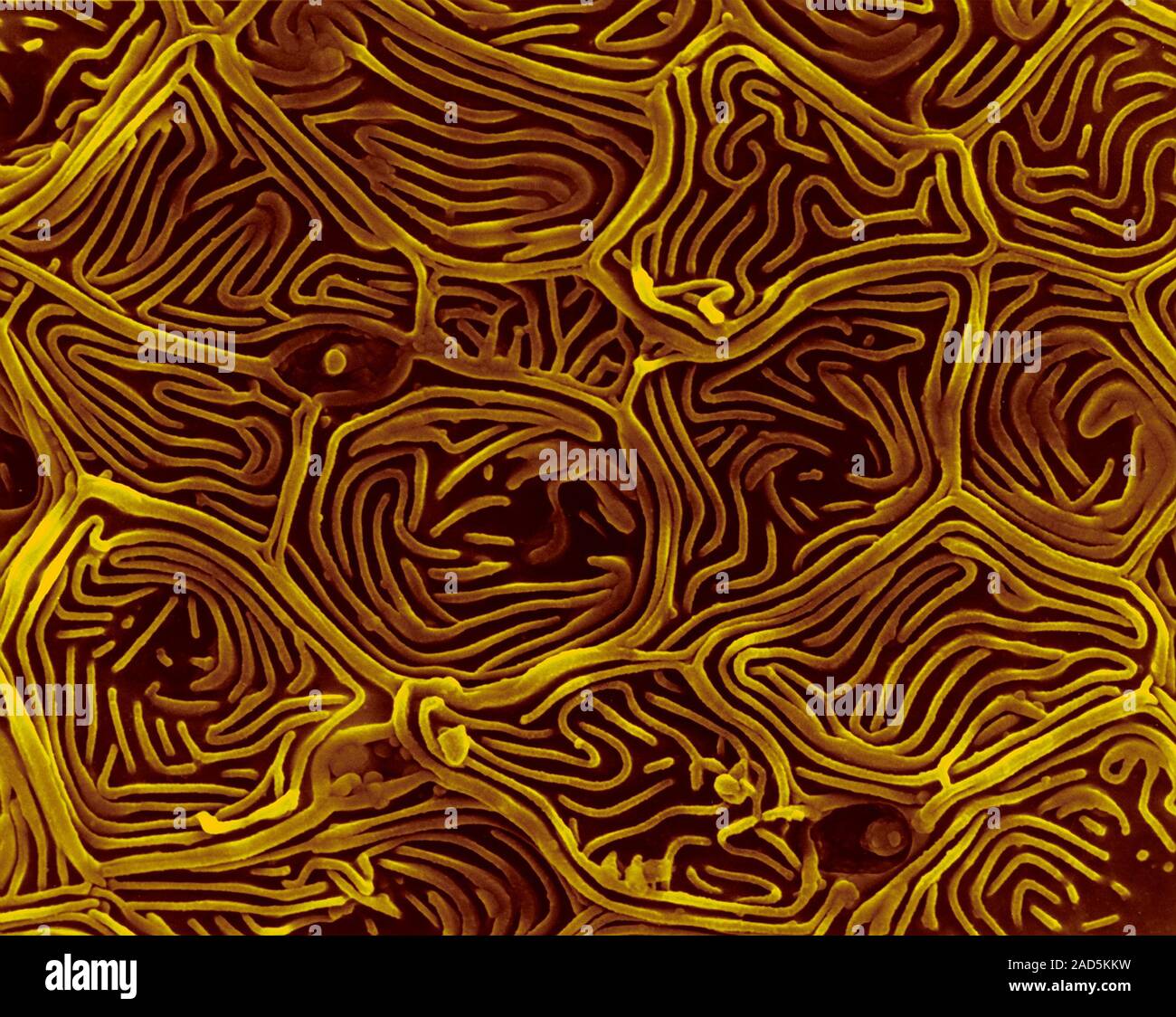 Coloured scanning electron micrograph (SEM) Goldfish skin (Carassius ...