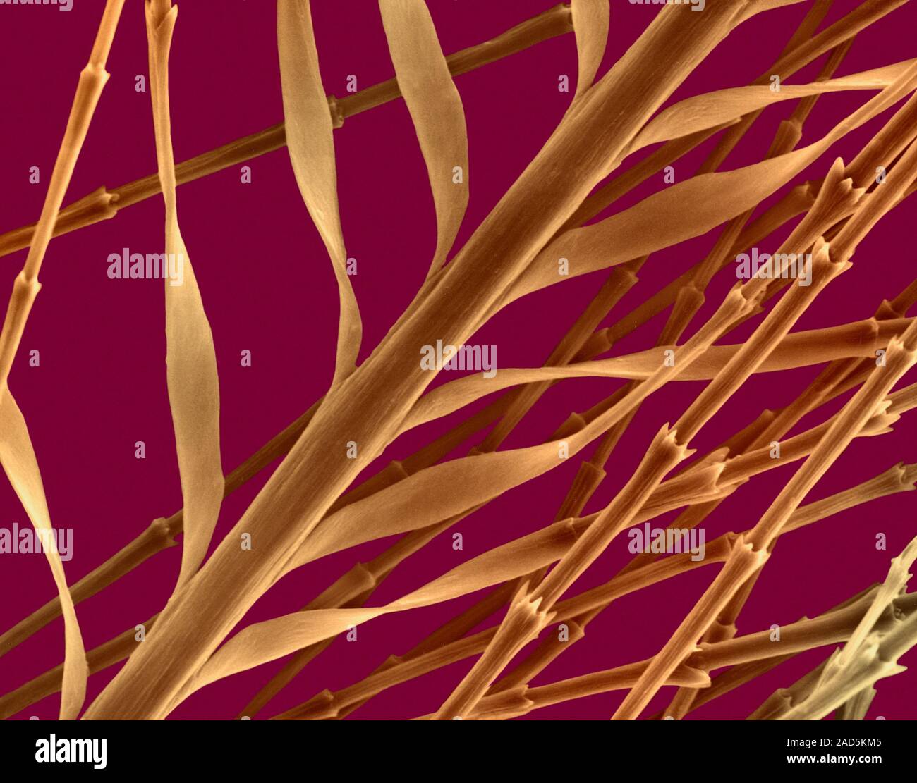 Coloured scanning electron micrograph (SEM) Goose down feather, shaft ...