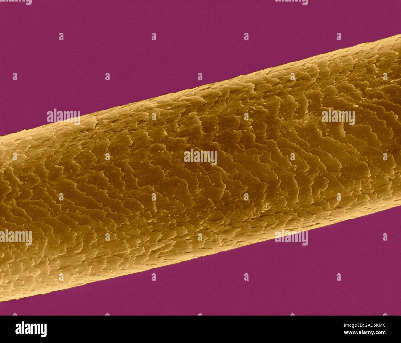 Coloured scanning electron micrograph (SEM) Dog hair. German shepherd ...