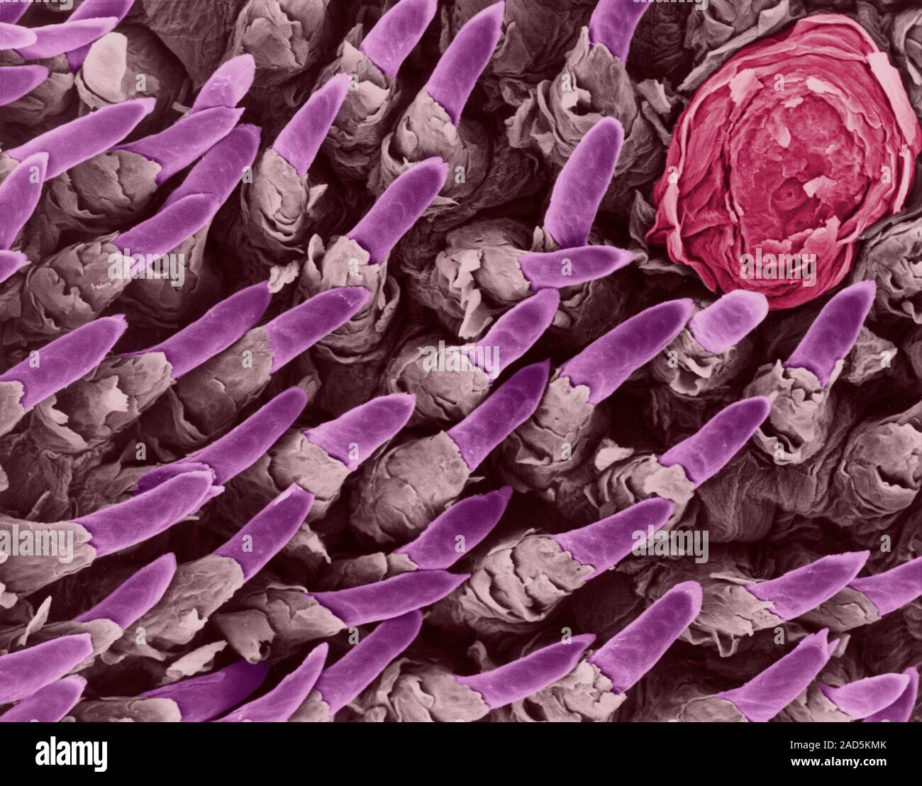 Coloured scanning electron micrograph (SEM) Mammal tongue filiform ...