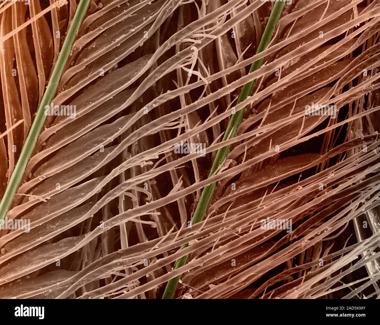 Coloured scanning electron micrograph (SEM) Great horned owl feather ...
