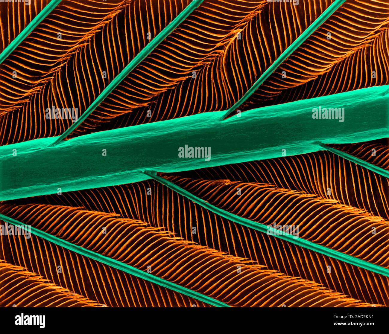 Coloured scanning electron micrograph (SEM) Hummingbird feather shaft ...