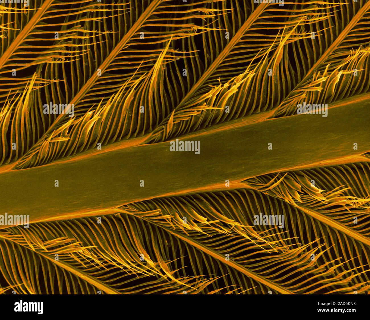 Coloured scanning electron micrograph (SEM) Macaw parrot feather rachis ...