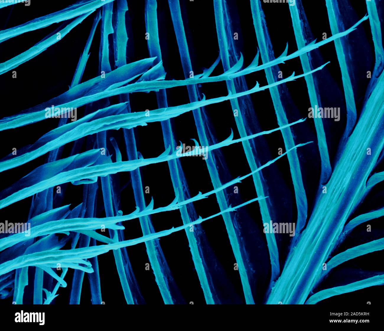 Coloured scanning electron micrograph (SEM) Macaw parrot feather ...