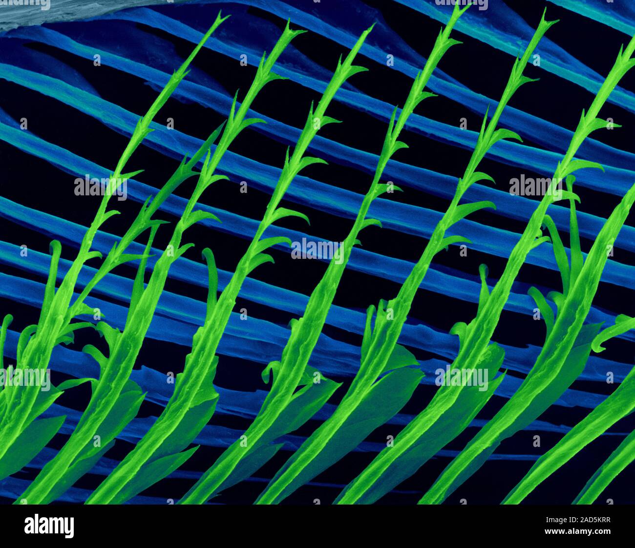 Coloured scanning electron micrograph (SEM) Macaw parrot feather ...