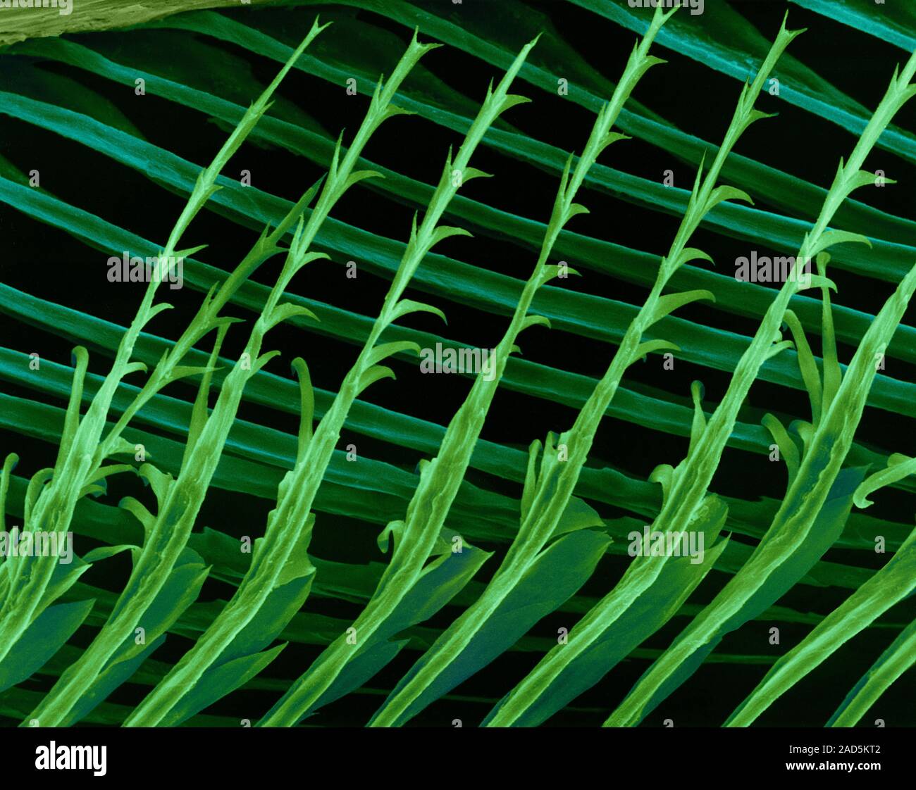 Coloured scanning electron micrograph (SEM) Macaw parrot feather ...