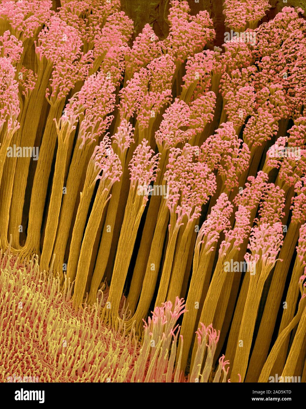 Coloured scanning electron micrograph (SEM) Gecko (lizard) foot hairs ...