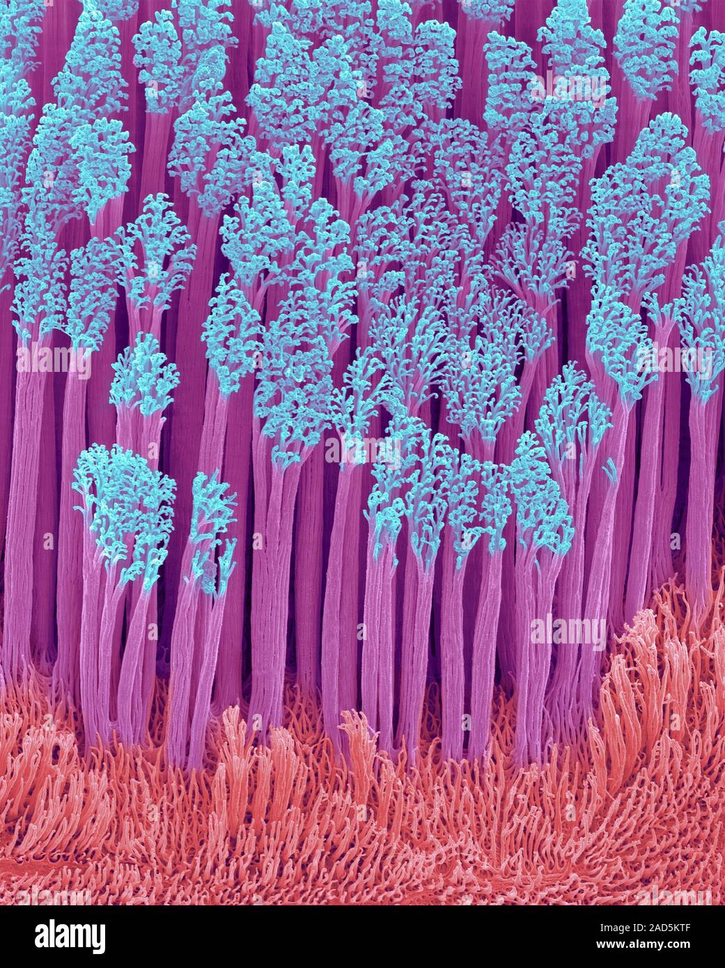 Coloured scanning electron micrograph (SEM) Gecko (lizard) foot hairs ...