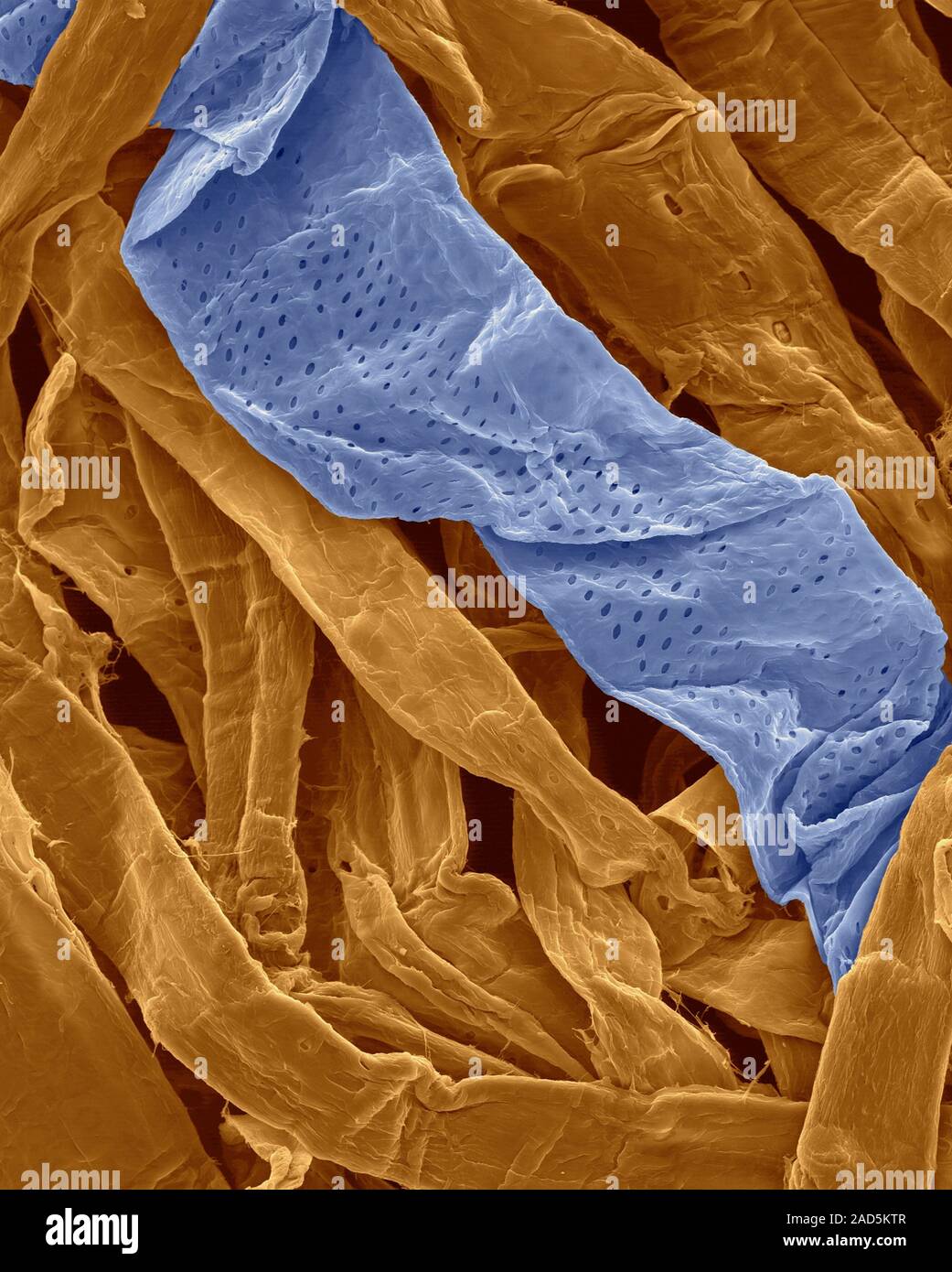 Coloured scanning electron micrograph (SEM) of Cellulose fibres in ...