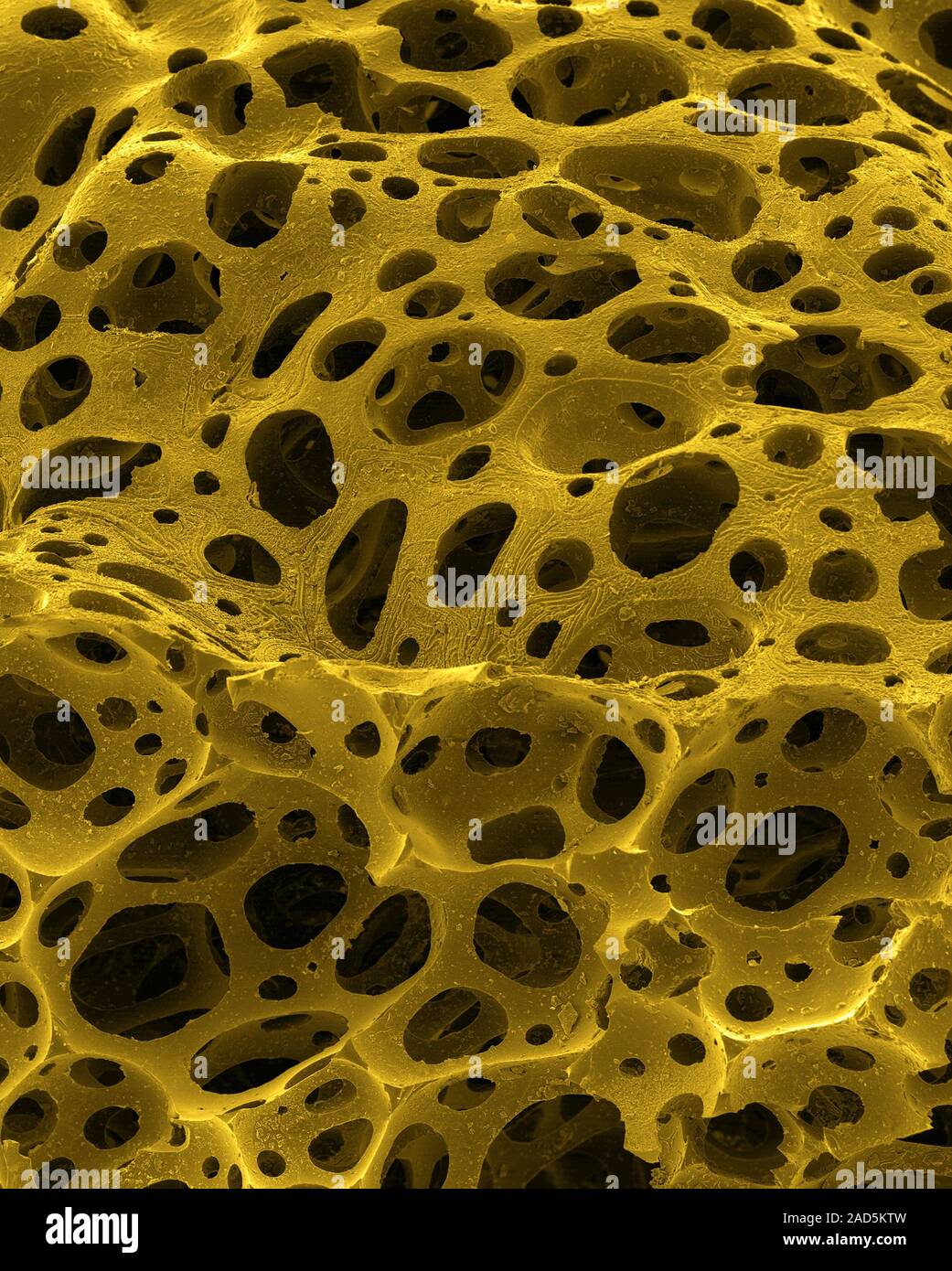 Coloured scanning electron micrograph (SEM) of Fine silica (glass ...