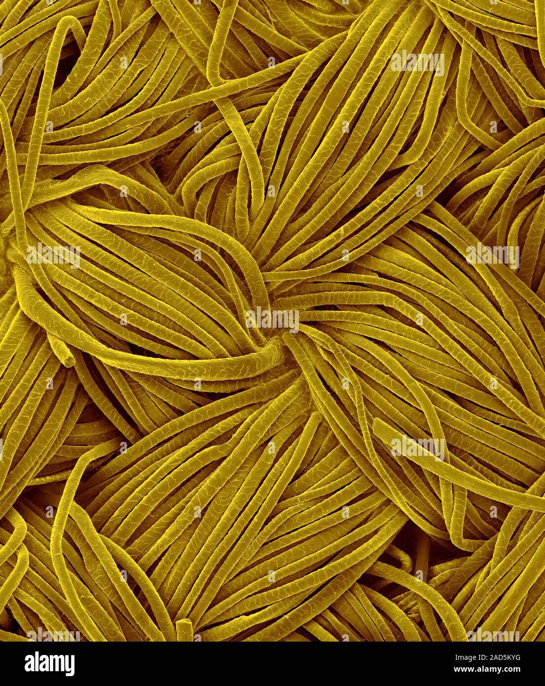 Coloured scanning electron micrograph (SEM) of Woven wool fabric ...