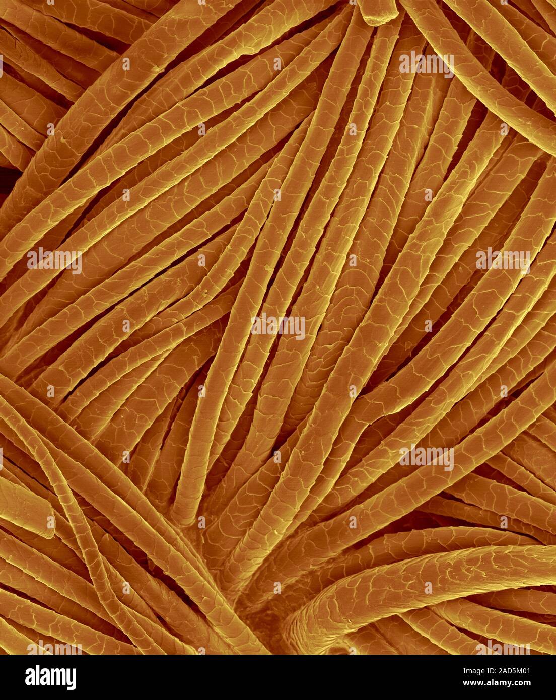 Coloured scanning electron micrograph (SEM) of Woven wool fabric ...