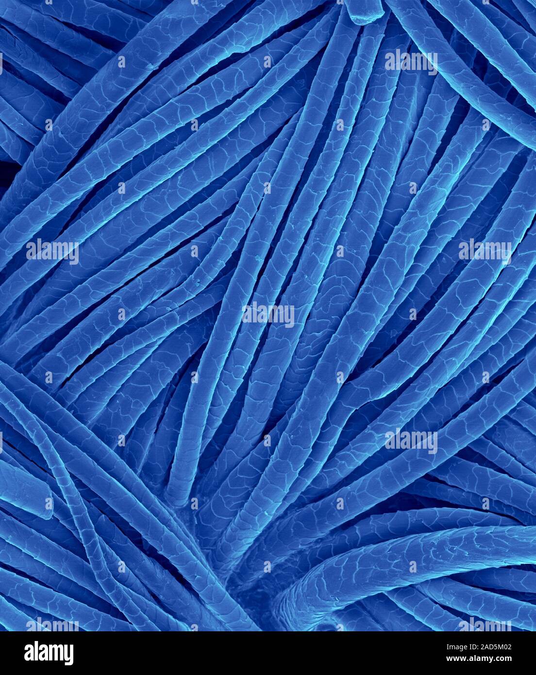 Coloured scanning electron micrograph (SEM) of Woven wool fabric ... Coloured scanning electron micrograph (SEM) of Woven wool fabric ...