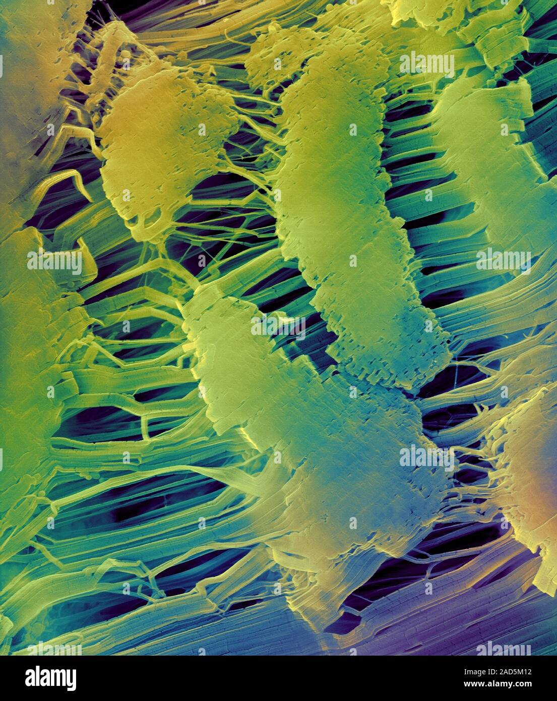 Coloured scanning electron micrograph (SEM) of Teflon tape (plumber's ...