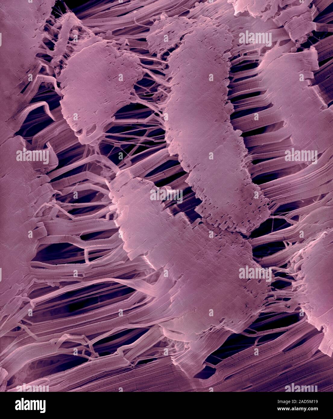 Coloured scanning electron micrograph (SEM) of Teflon tape (plumber's ...