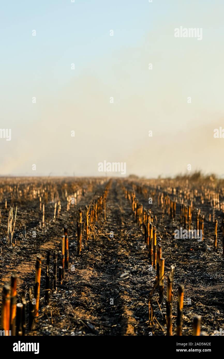 Corn field after irresponsibly burnt , destroyed and turned to ashes ...